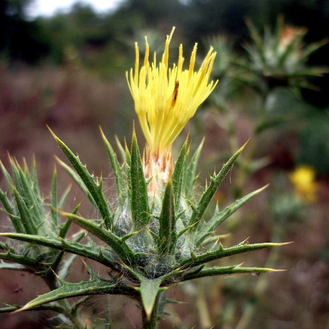 Distaff thistles Care (Watering, Fertilize, Pruning, Propagation ...