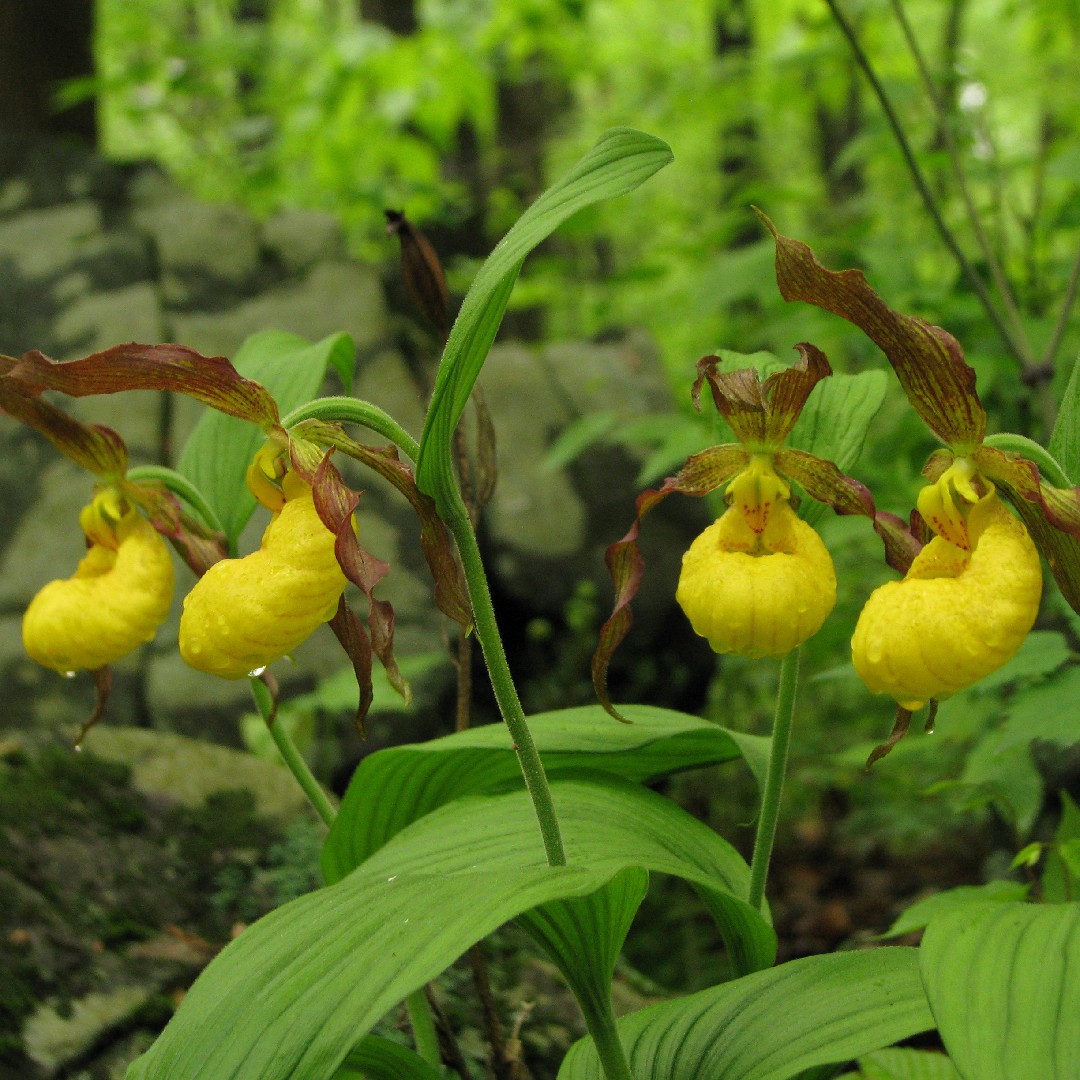 Cypripedium parviflorum var. pubescens - PictureThis