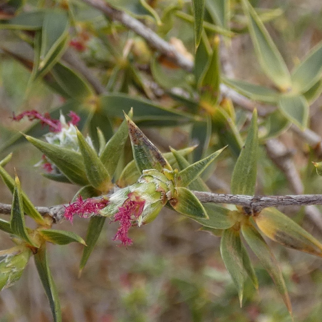 Prickly bush (Cliffortia ruscifolia) Flower, Leaf, Care, Uses - PictureThis