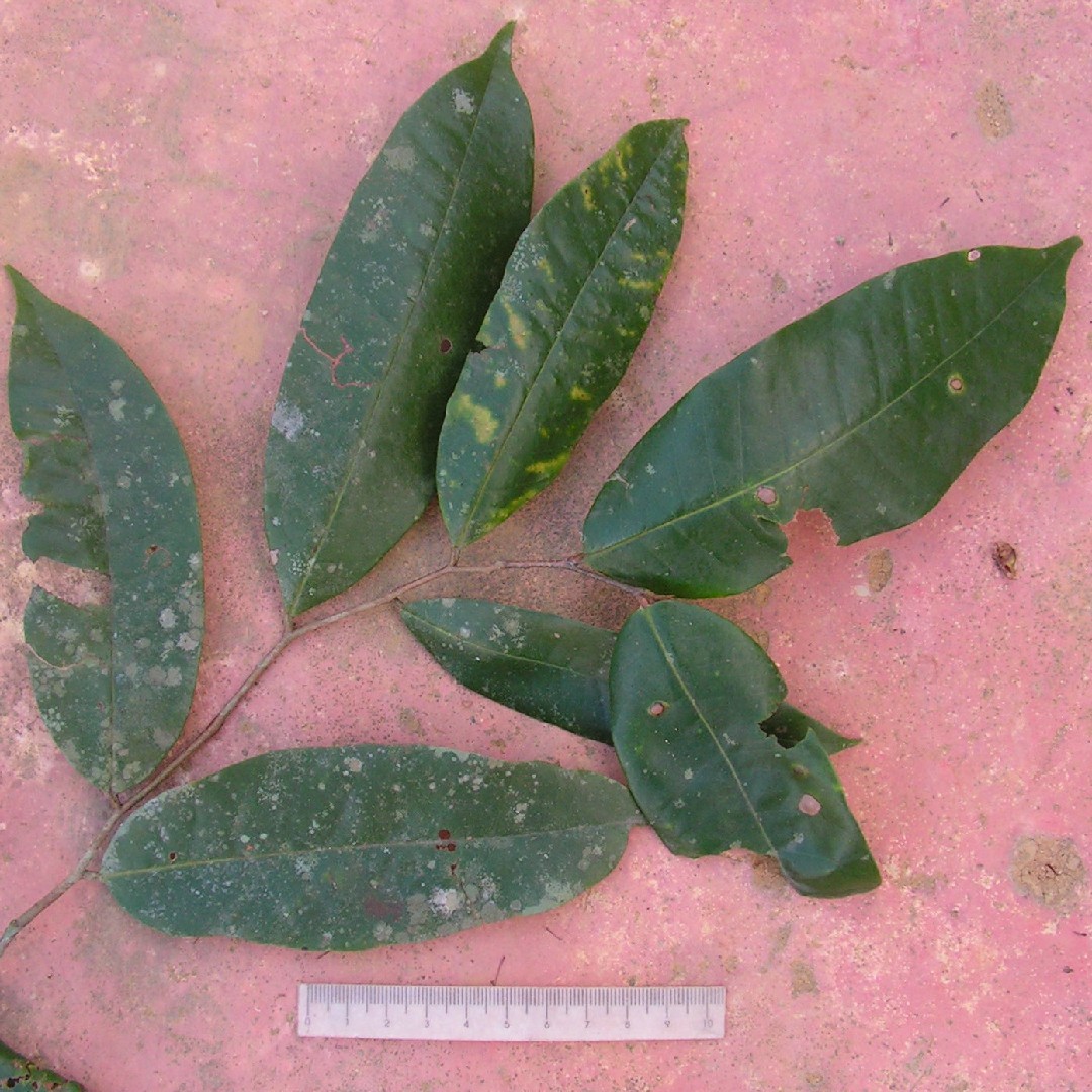 Caraipa densifolia Flower, Leaf, Care, Uses - PictureThis
