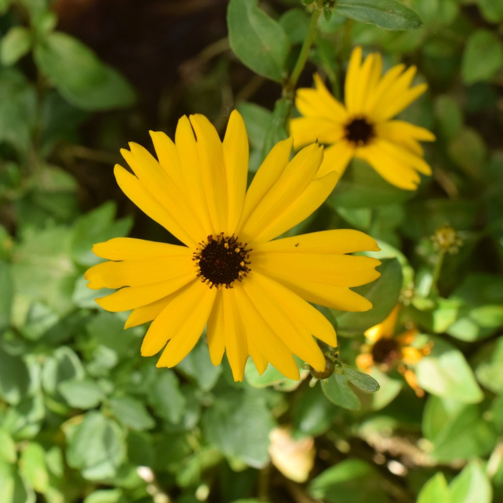 Calliopsis (Coreopsis) Flower, Leaf, Care, Uses - PictureThis