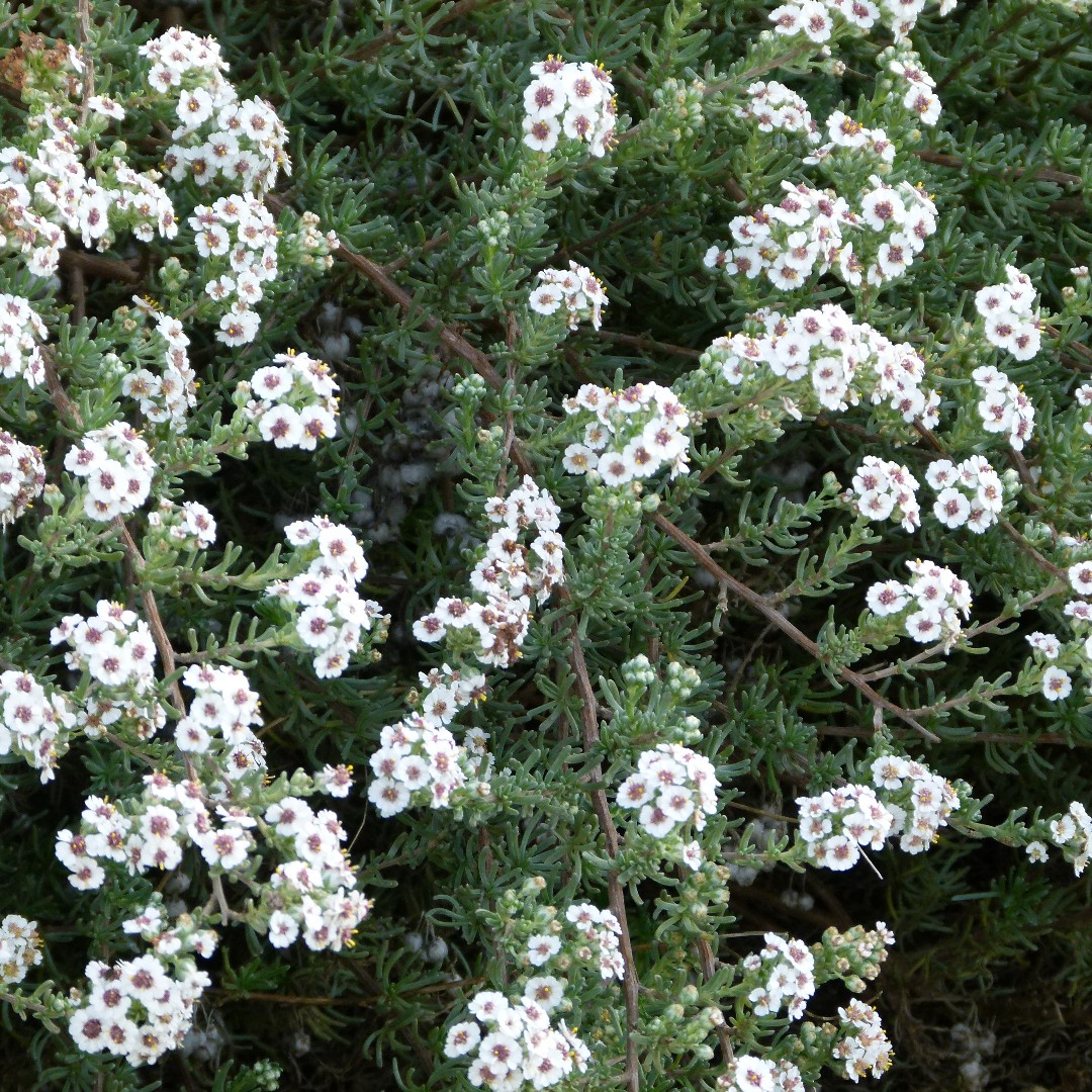 Wild rosemary Care (Watering, Fertilize, Pruning, Propagation ...