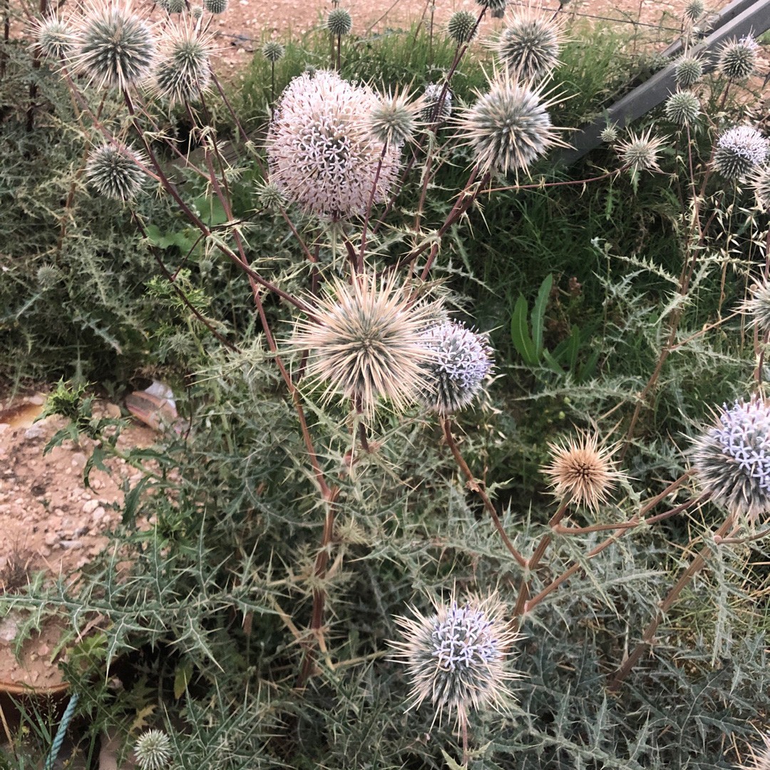 Echinops spinosissimus - PictureThis