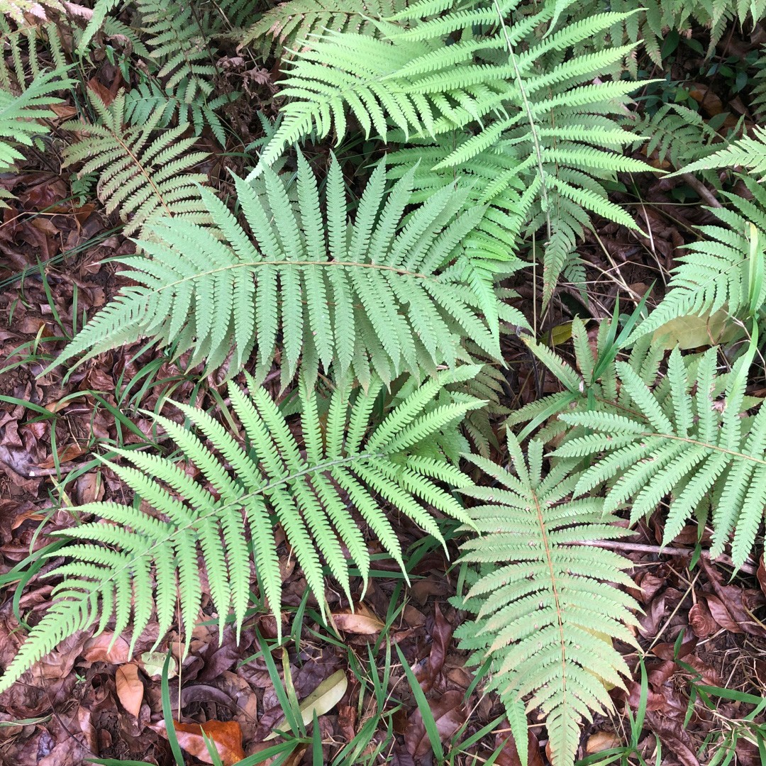 Parasitic tri-vein fern (Christella parasitica) Flower, Leaf, Care ...