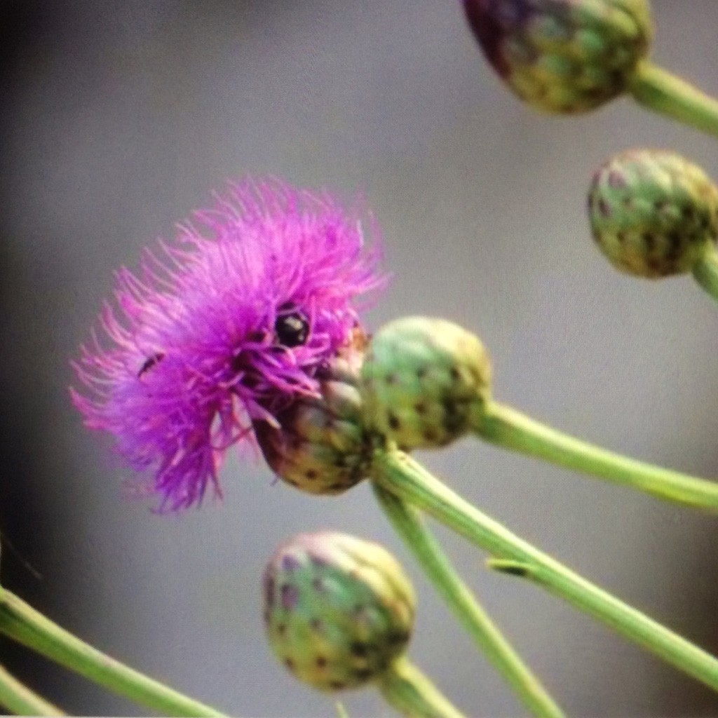 Cheirolophus Care (Watering, Fertilize, Pruning, Propagation) - PictureThis