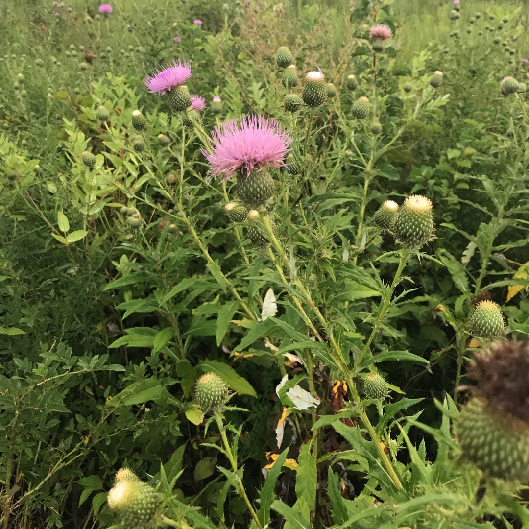 Tall thistle (Cirsium altissimum) Flower, Leaf, Care, Uses - PictureThis