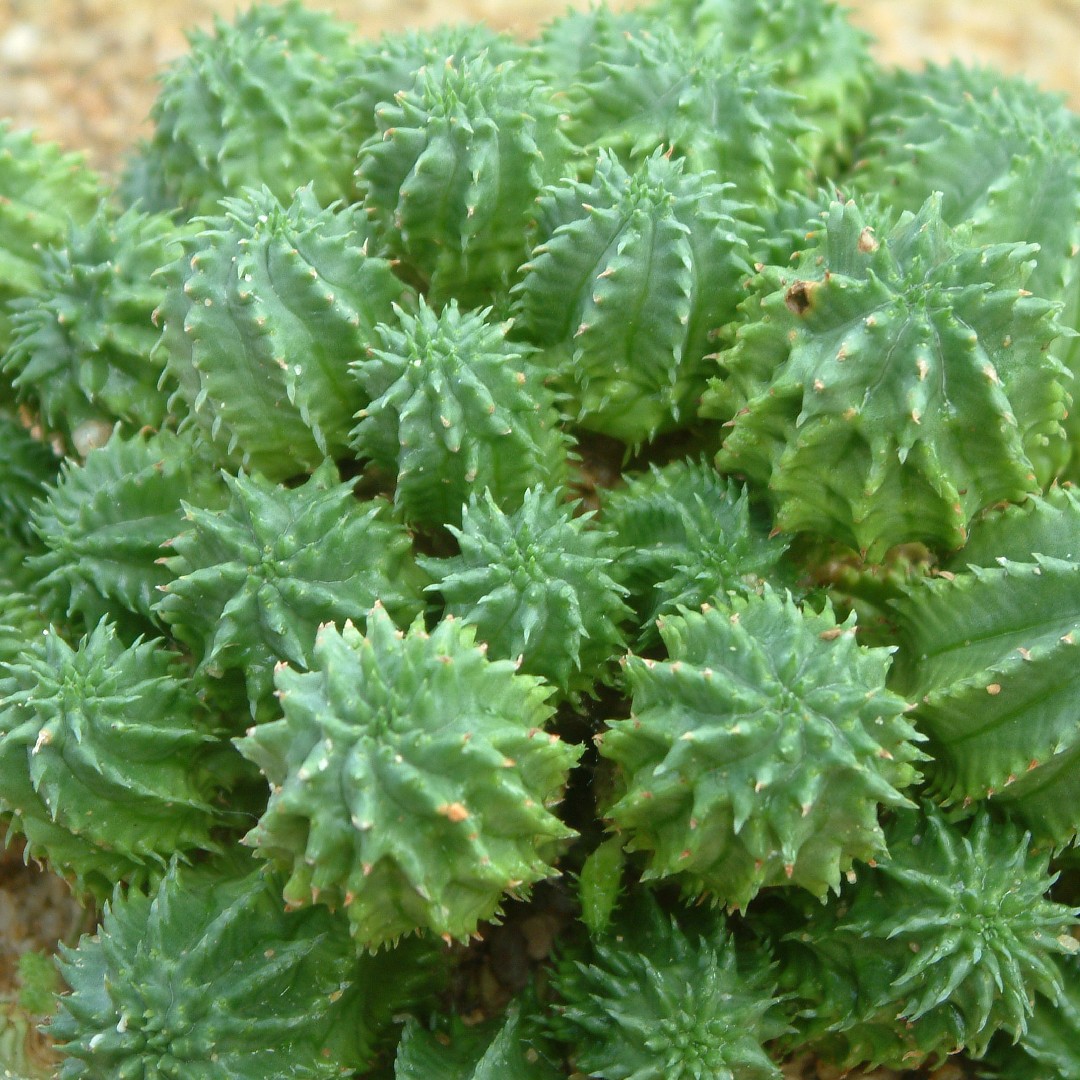 Euphorbia susannae - PictureThis