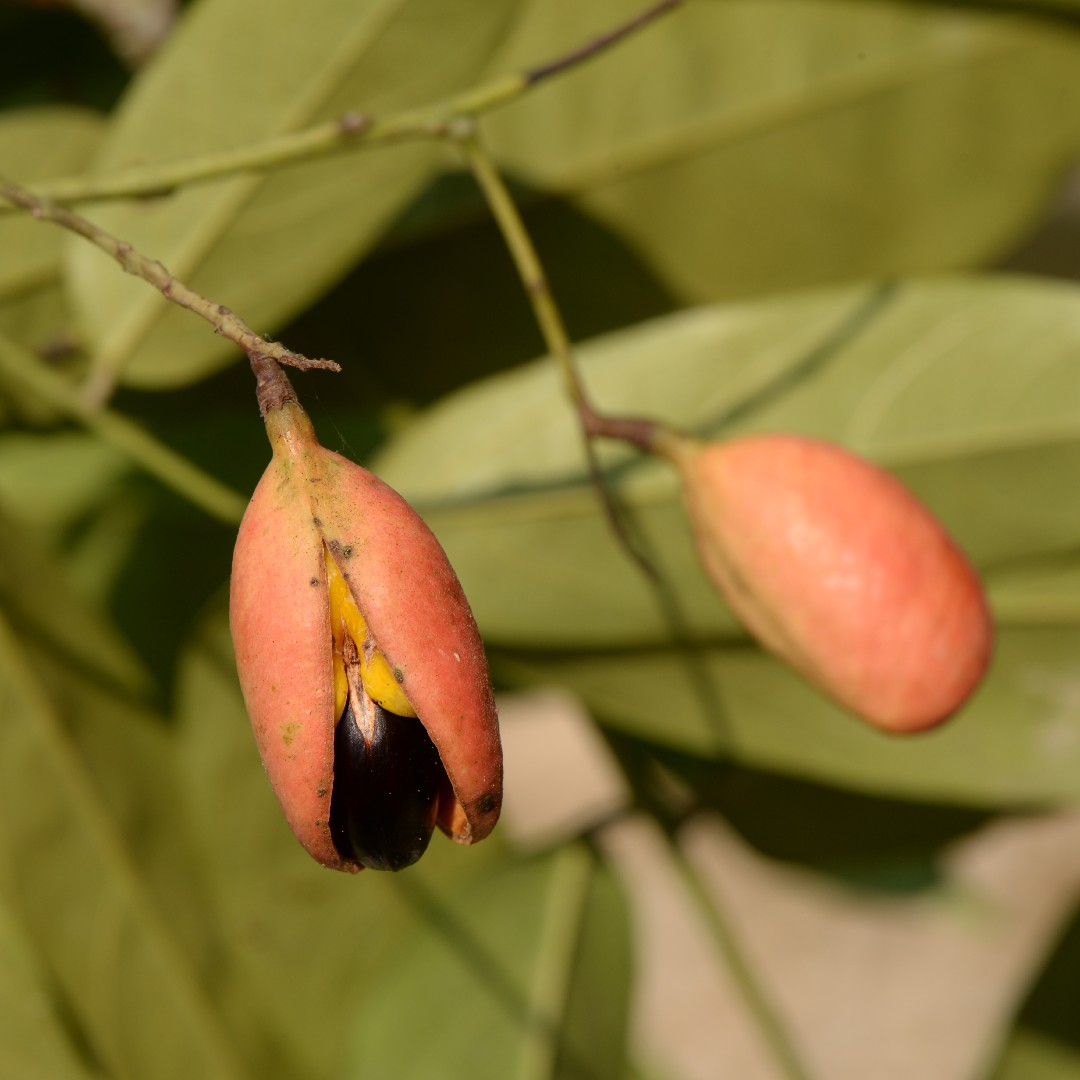 Connarus Flower, Leaf, Care, Uses - PictureThis