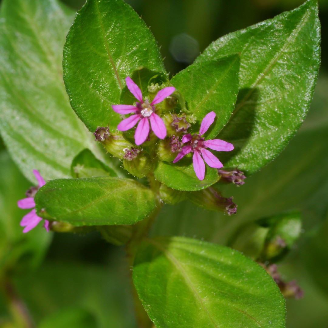 Ty violet (Cuphea carthagenensis) - PictureThis