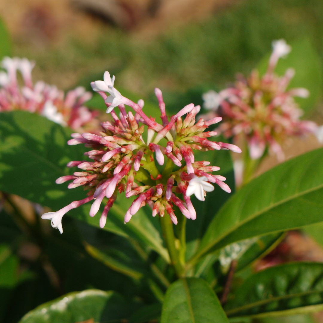 Rauvolfia serpentina - PictureThis
