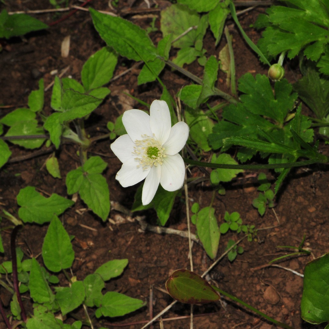 Eriocapitella - PictureThis