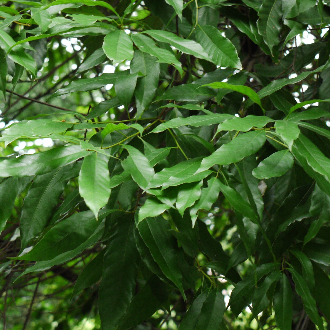 Castanopsis chinensis - PictureThis