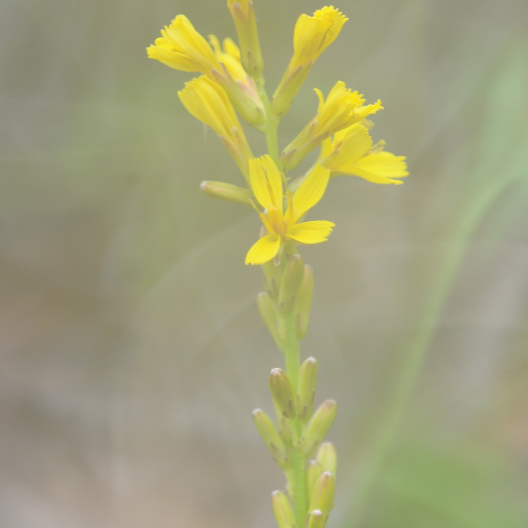 Crepis napifera Flower, Leaf, Care, Uses - PictureThis