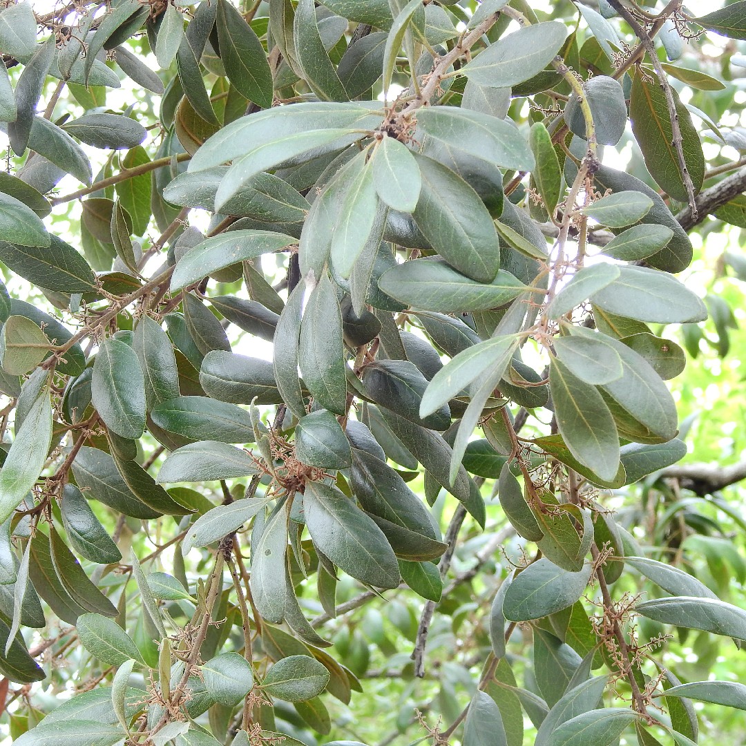 Euclea natalensis - PictureThis