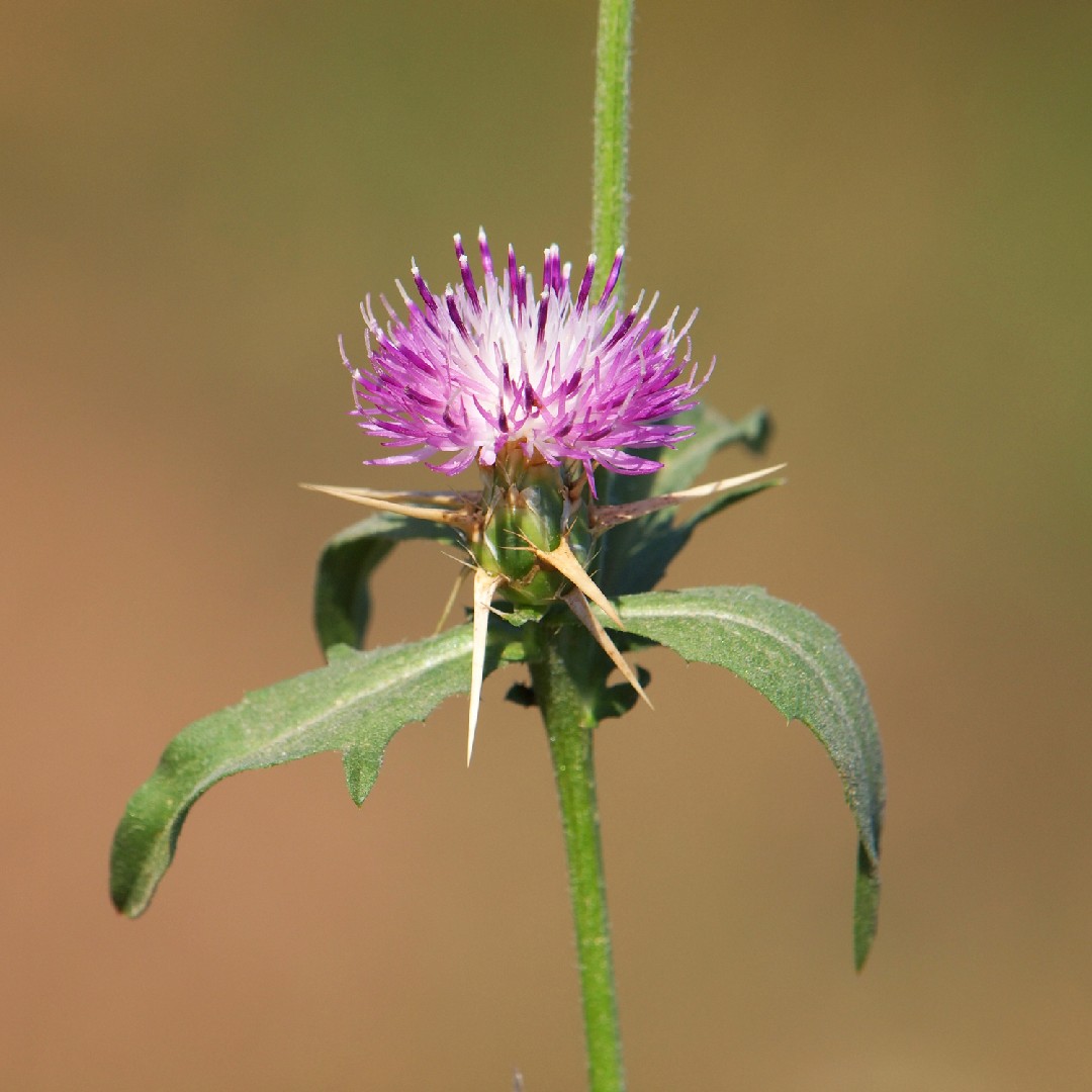 Centaurea iberica - PictureThis