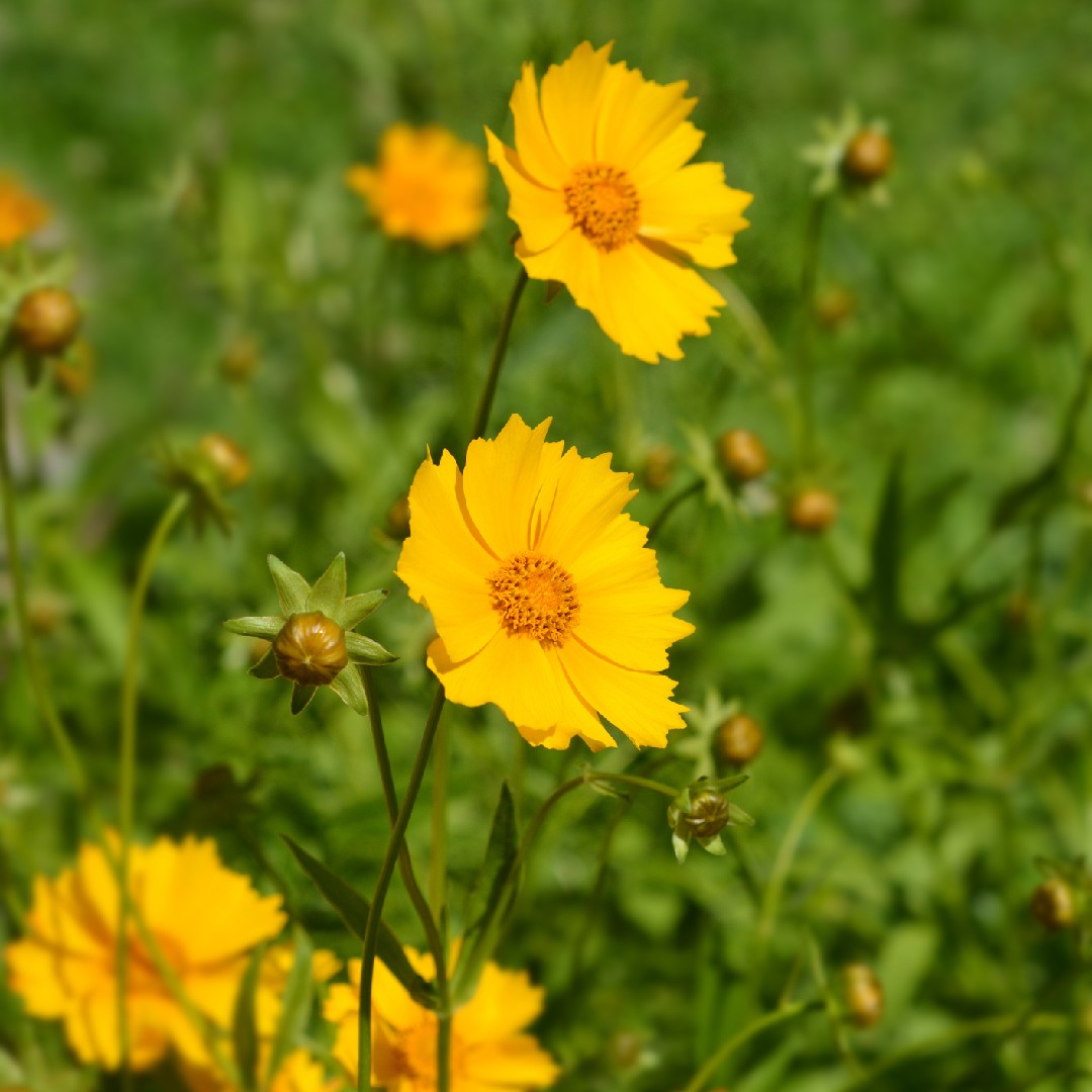 Star tickseed (Coreopsis pubescens) Flower, Leaf, Uses - PictureThis