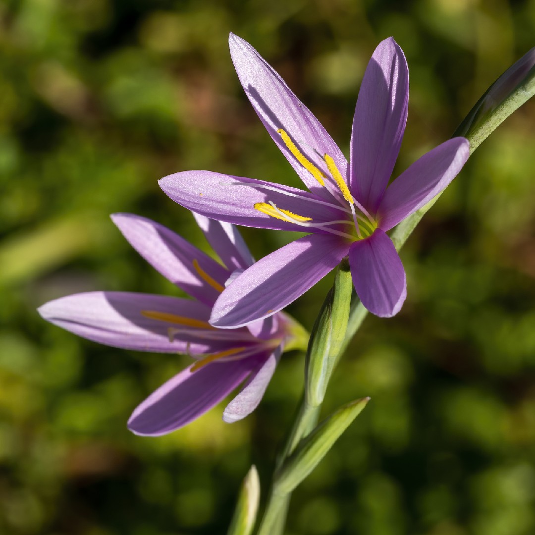 Hesperantha huttonii - PictureThis