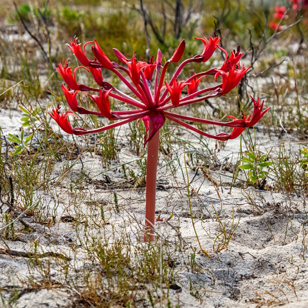 Chandelier lily (Brunsvigia) Flower, Leaf, Care, Uses - PictureThis