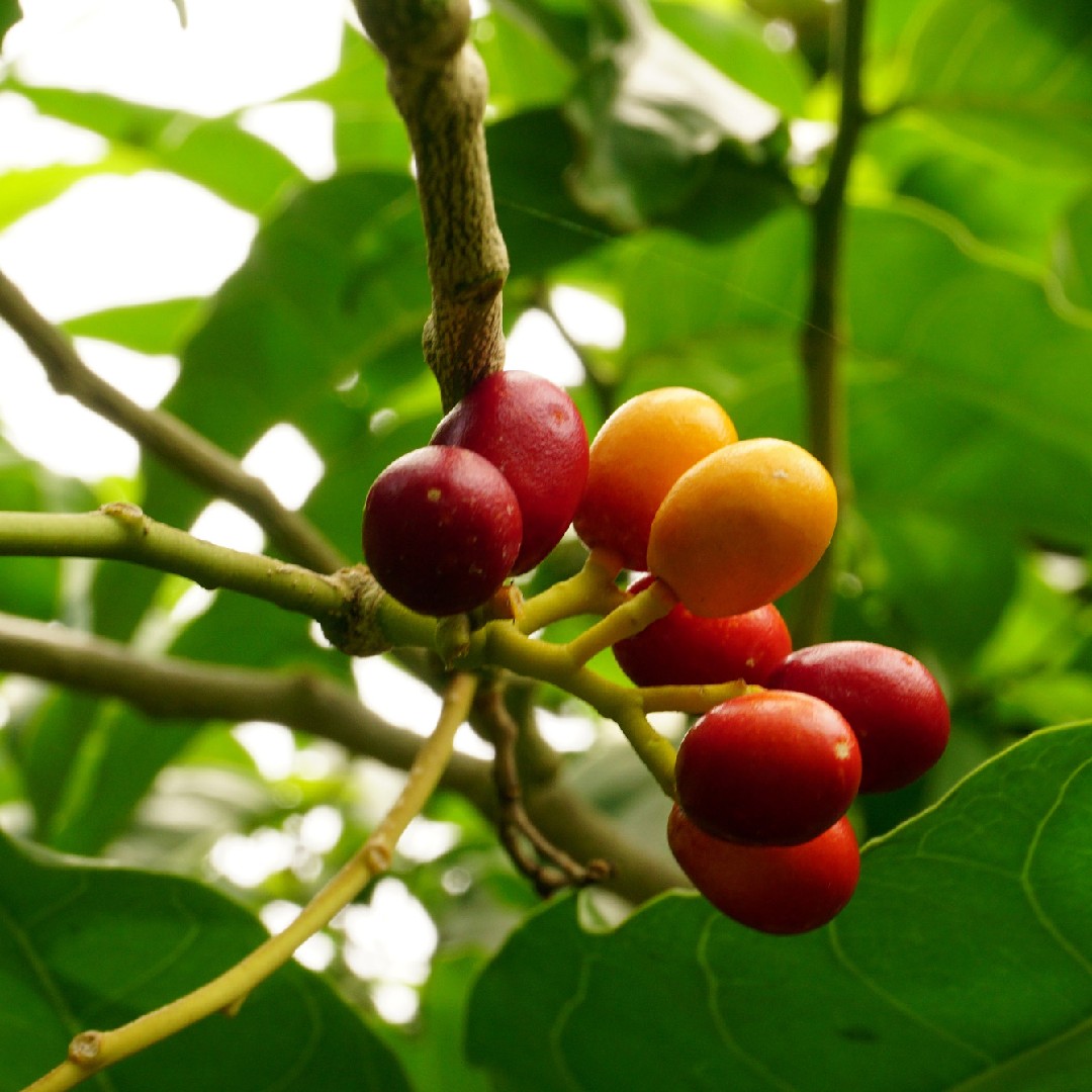 False olive (Champereia manillana) Flower, Leaf, Care, Uses - PictureThis
