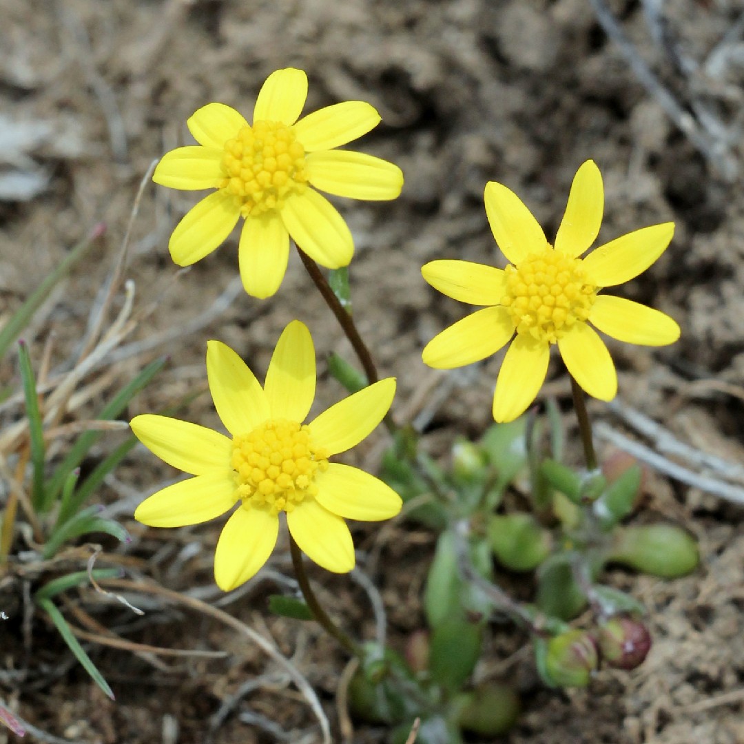 Spring-gold (Crocidium) Flower, Leaf, Care, Uses - PictureThis