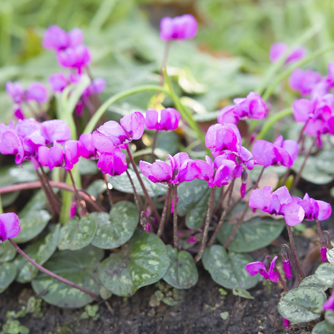 Cyclamen - PictureThis