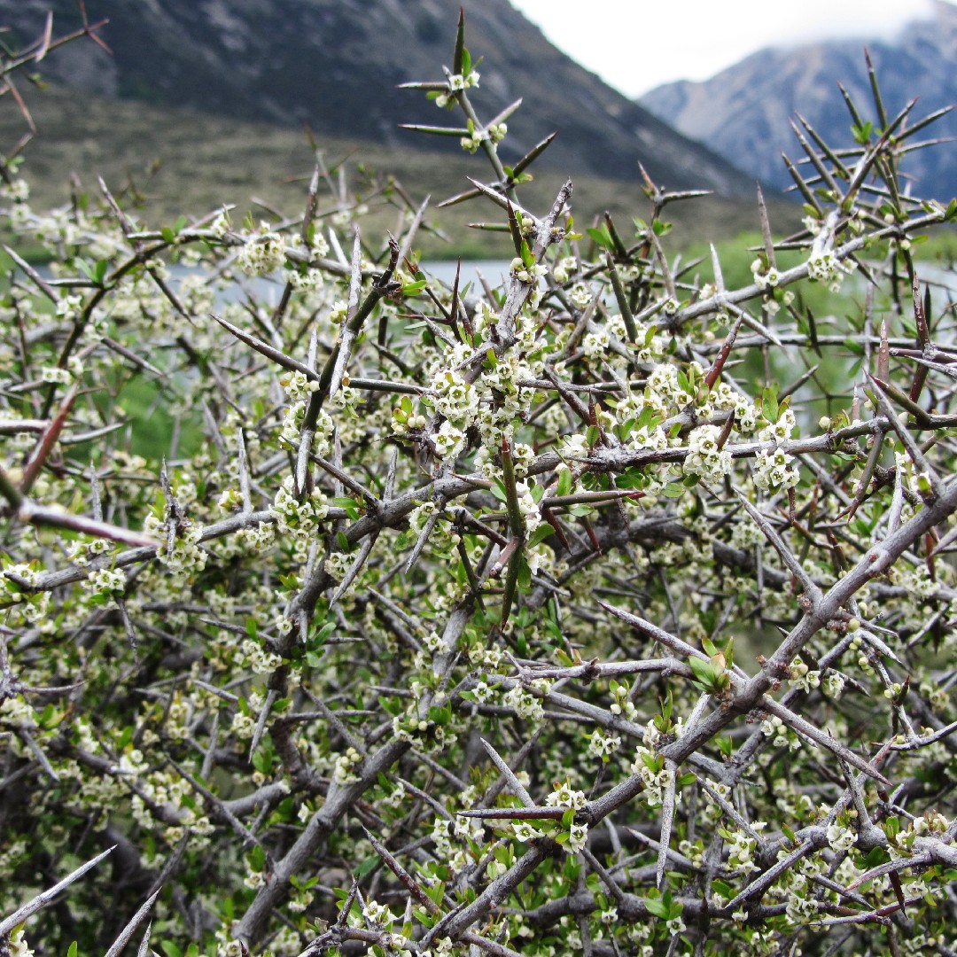 Discaria Care (Watering, Fertilize, Pruning, Propagation) - PictureThis