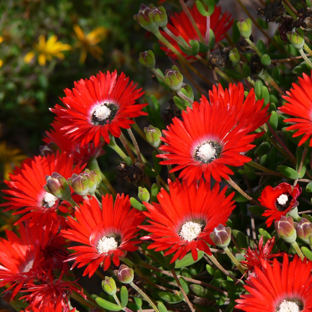 How to identify Royal dewflower (Drosanthemum speciosum)