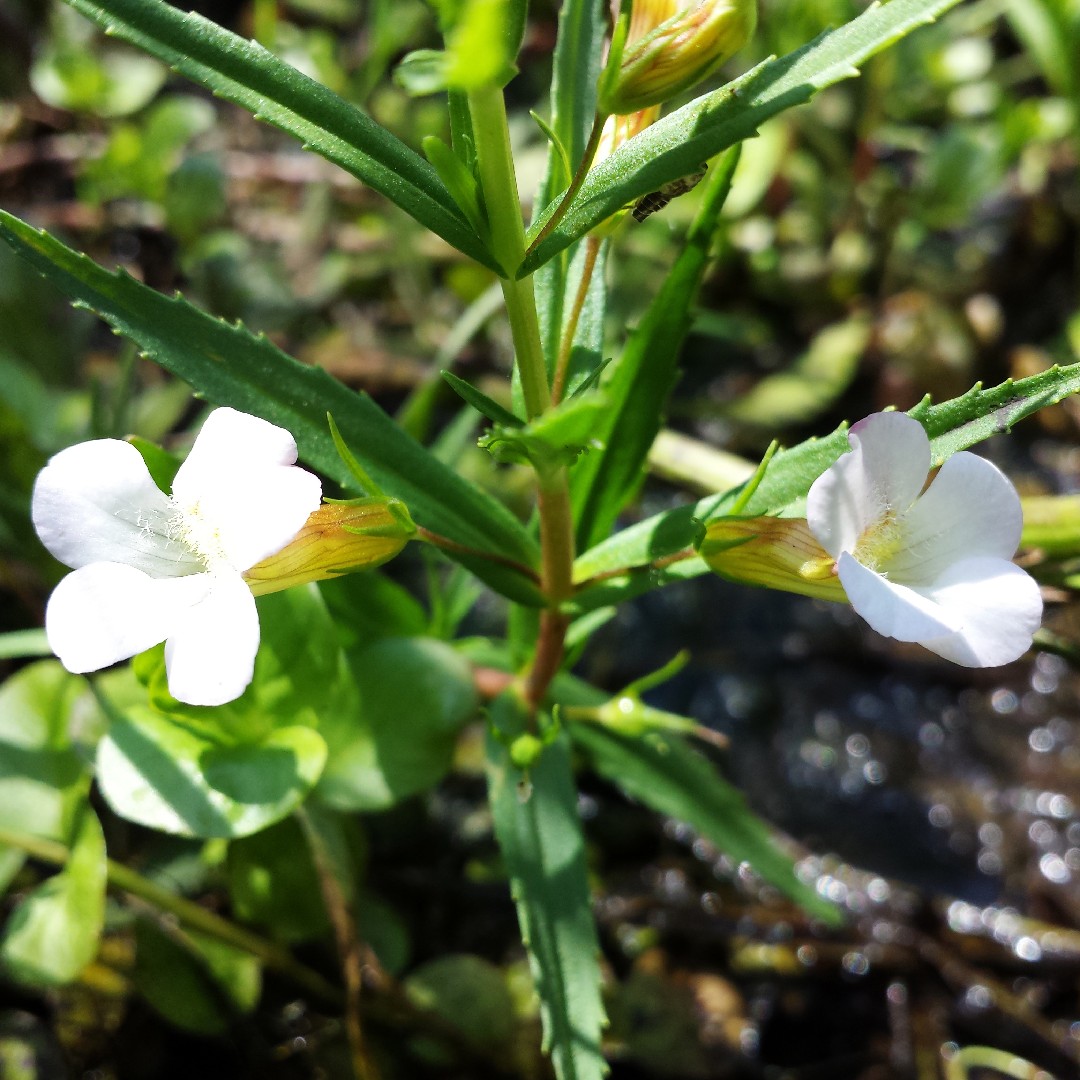 Gratiola Care (Watering, Fertilize, Pruning, Propagation) - PictureThis