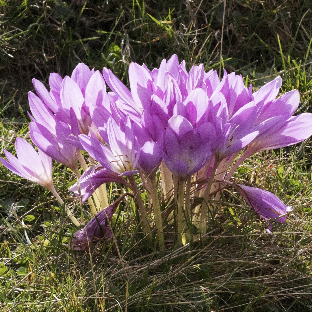 Colchicum speciosum 花言葉，毒性，よくある質問 - PictureThis