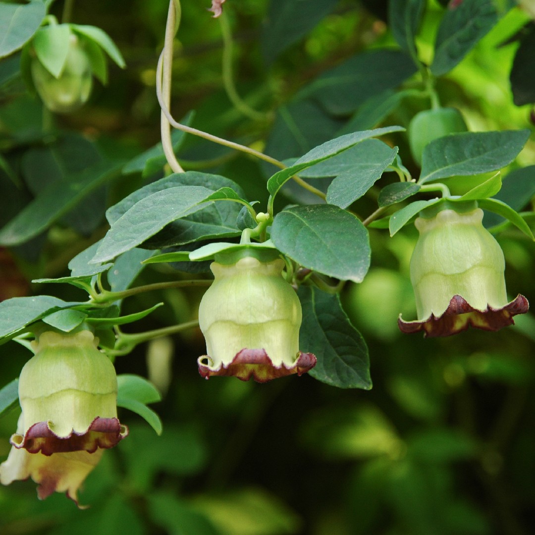 Codonopsis lanceolata - PictureThis