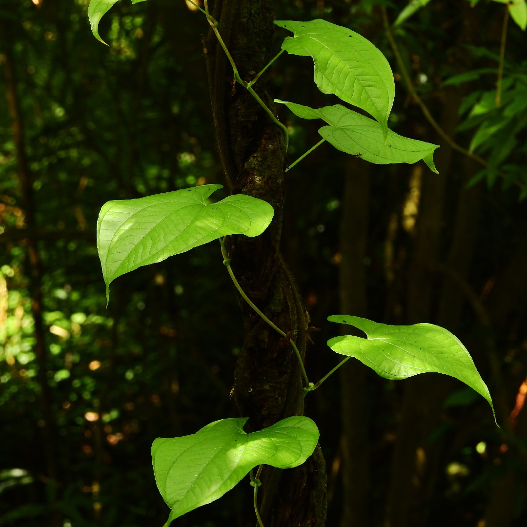 Dioscorea - PictureThis