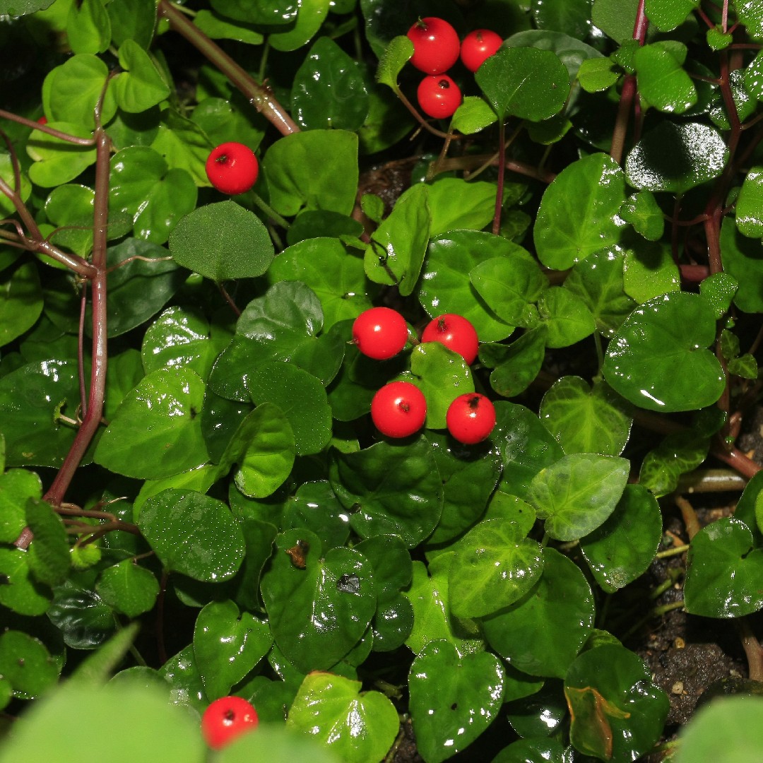 Geophila Flower, Leaf, Care, Uses - PictureThis
