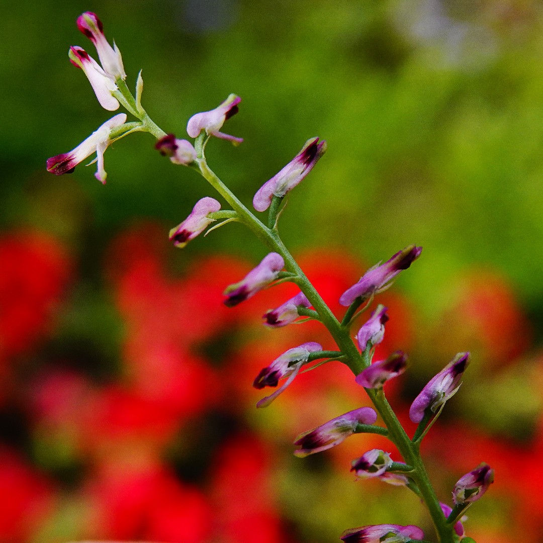 PictureThis - Fumaria vaillantii