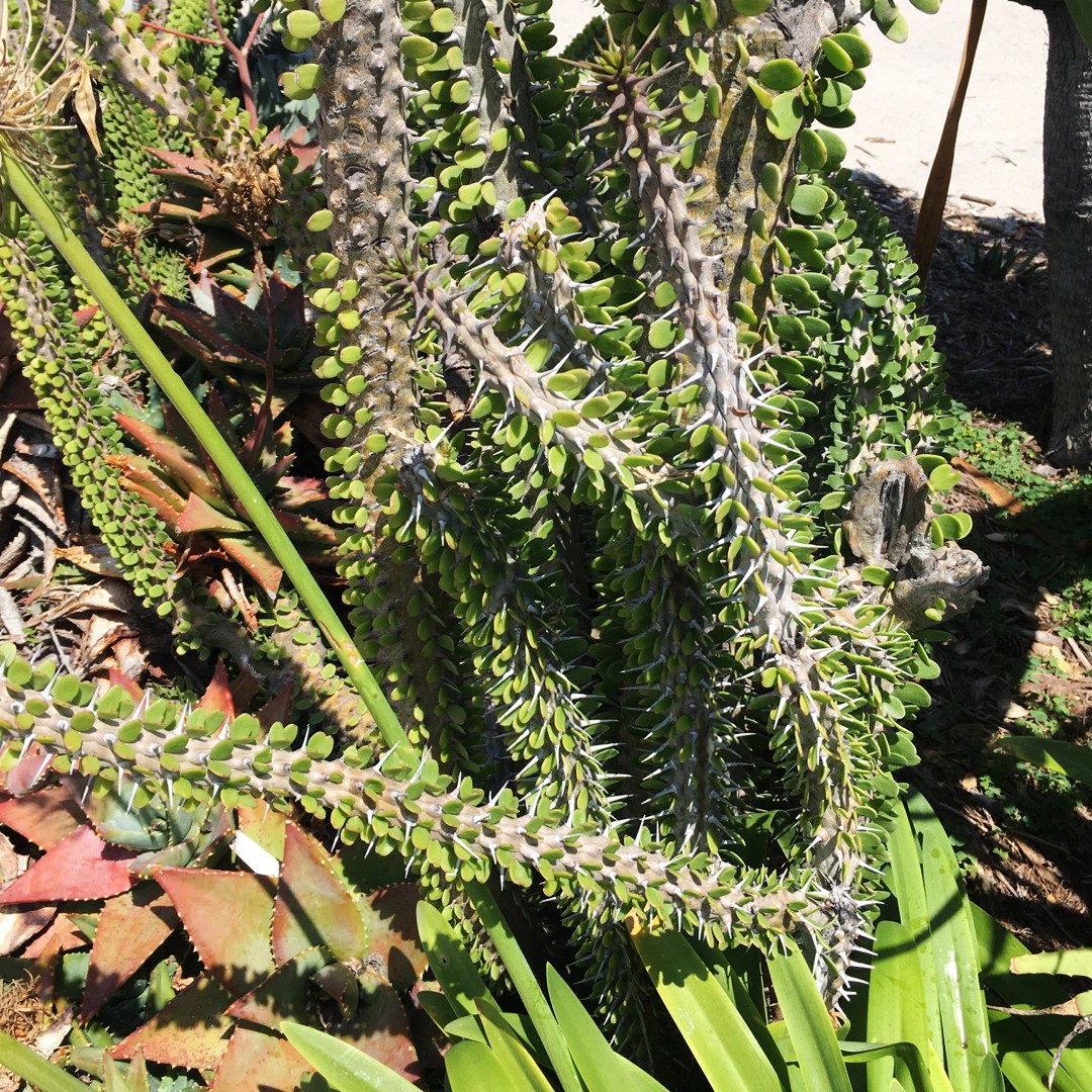 Alluaudia Flower, Leaf, Care, Uses - PictureThis