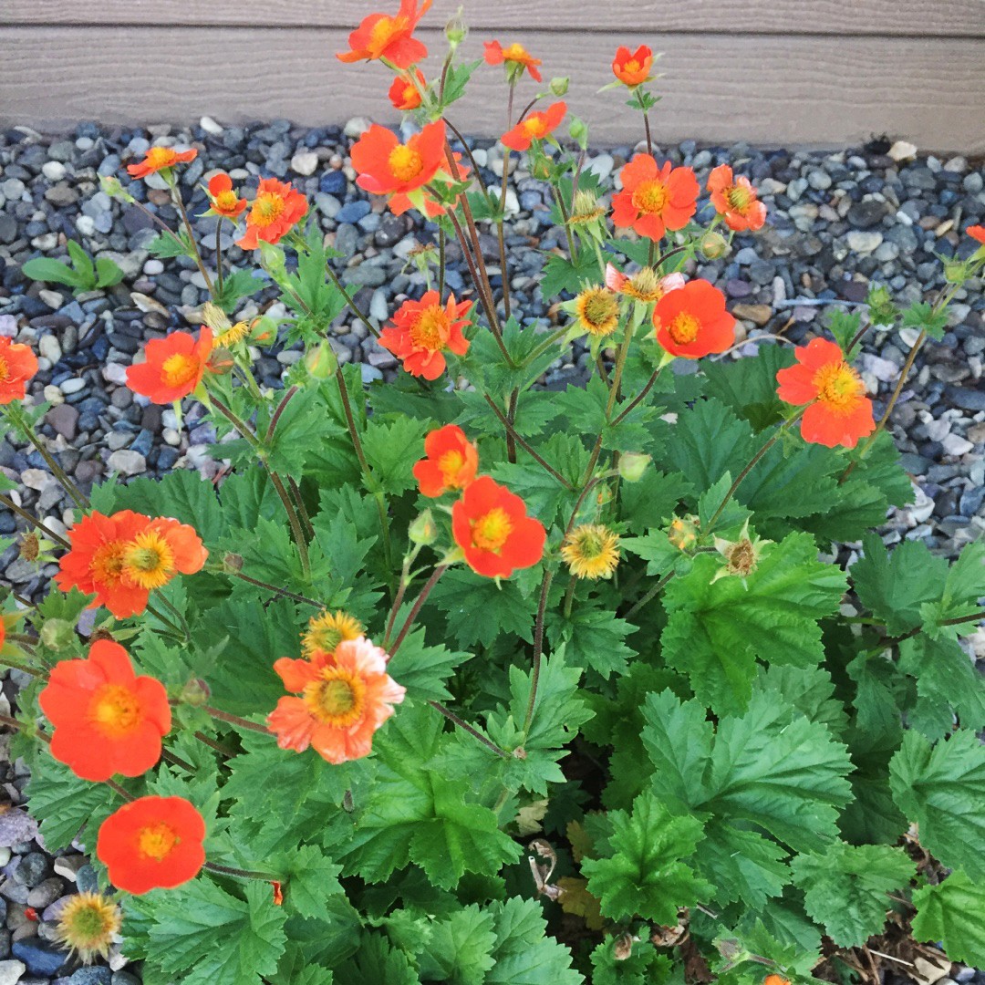 Benoîte (Geum) - PictureThis