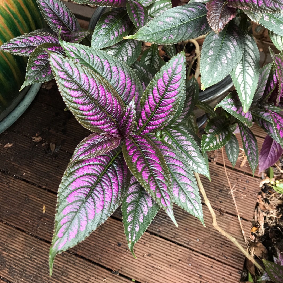 Strobilanthes - PictureThis