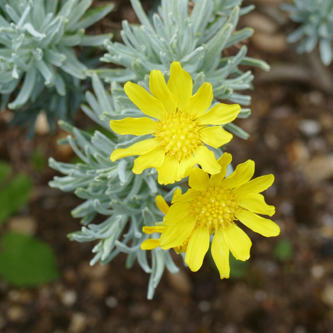 Euryops acraeus - PictureThis