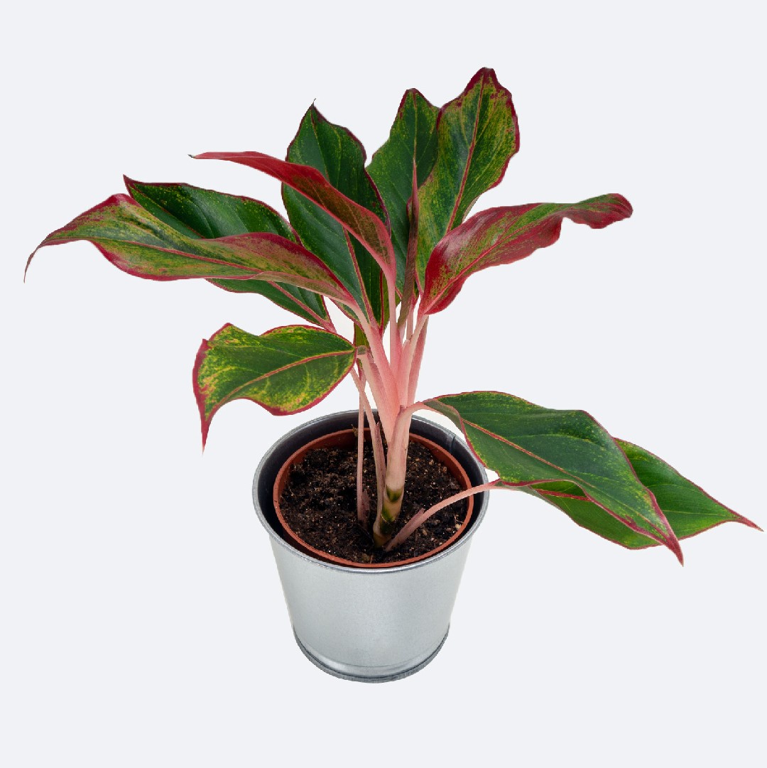 Aglaonema - PictureThis