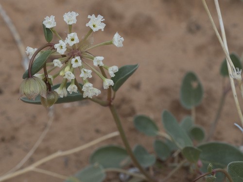 Fragrant white sand verbena (Abronia elliptica) Flower, Leaf, Uses ...