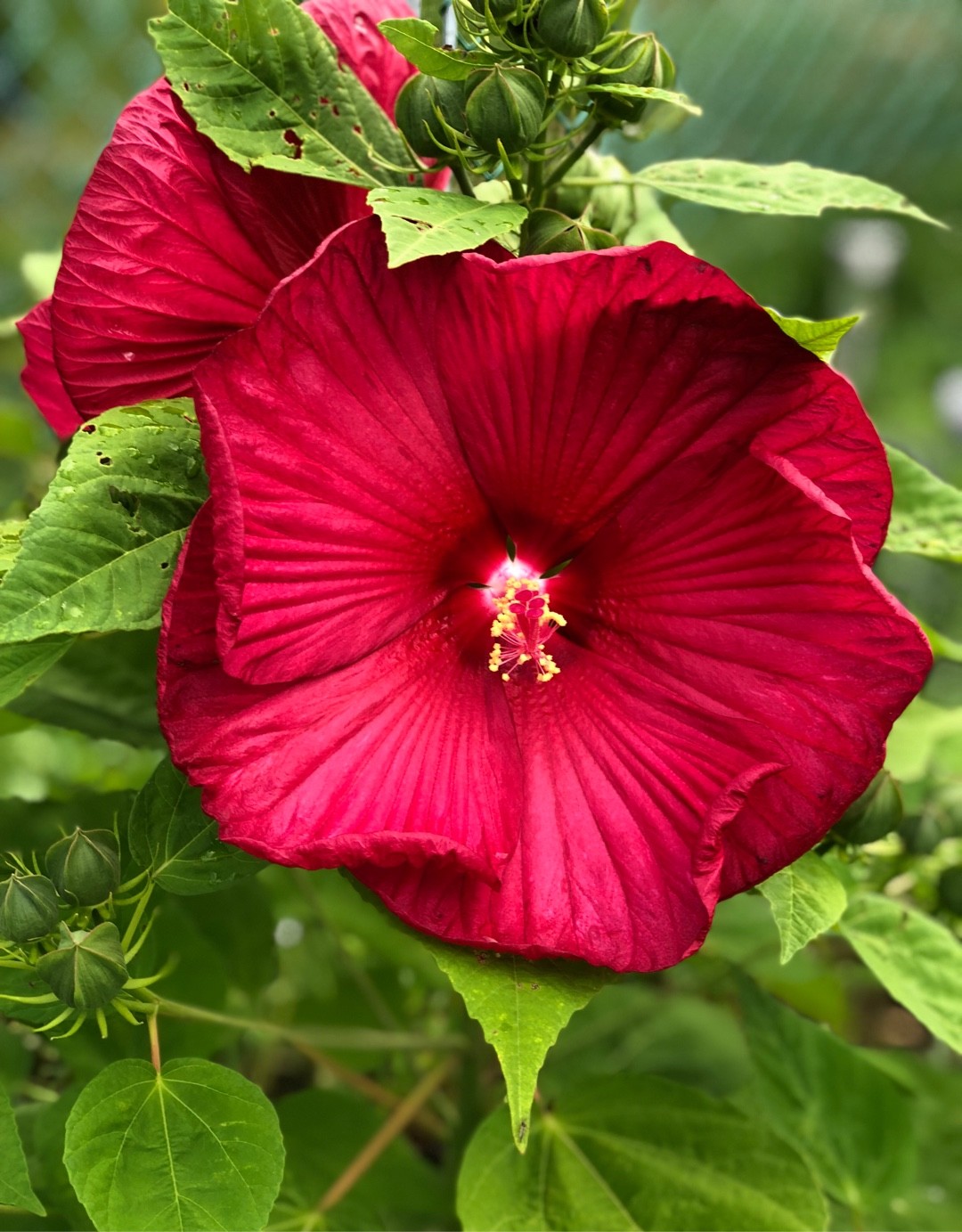 Hibiscus moscheutos 'Luna Red' (Hibiscus moscheutos 'Luna Red ...