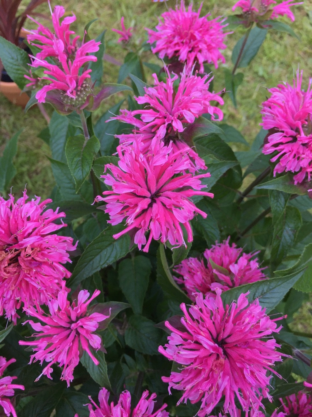 Monarda didyma 'Balmy Rose' - PictureThis