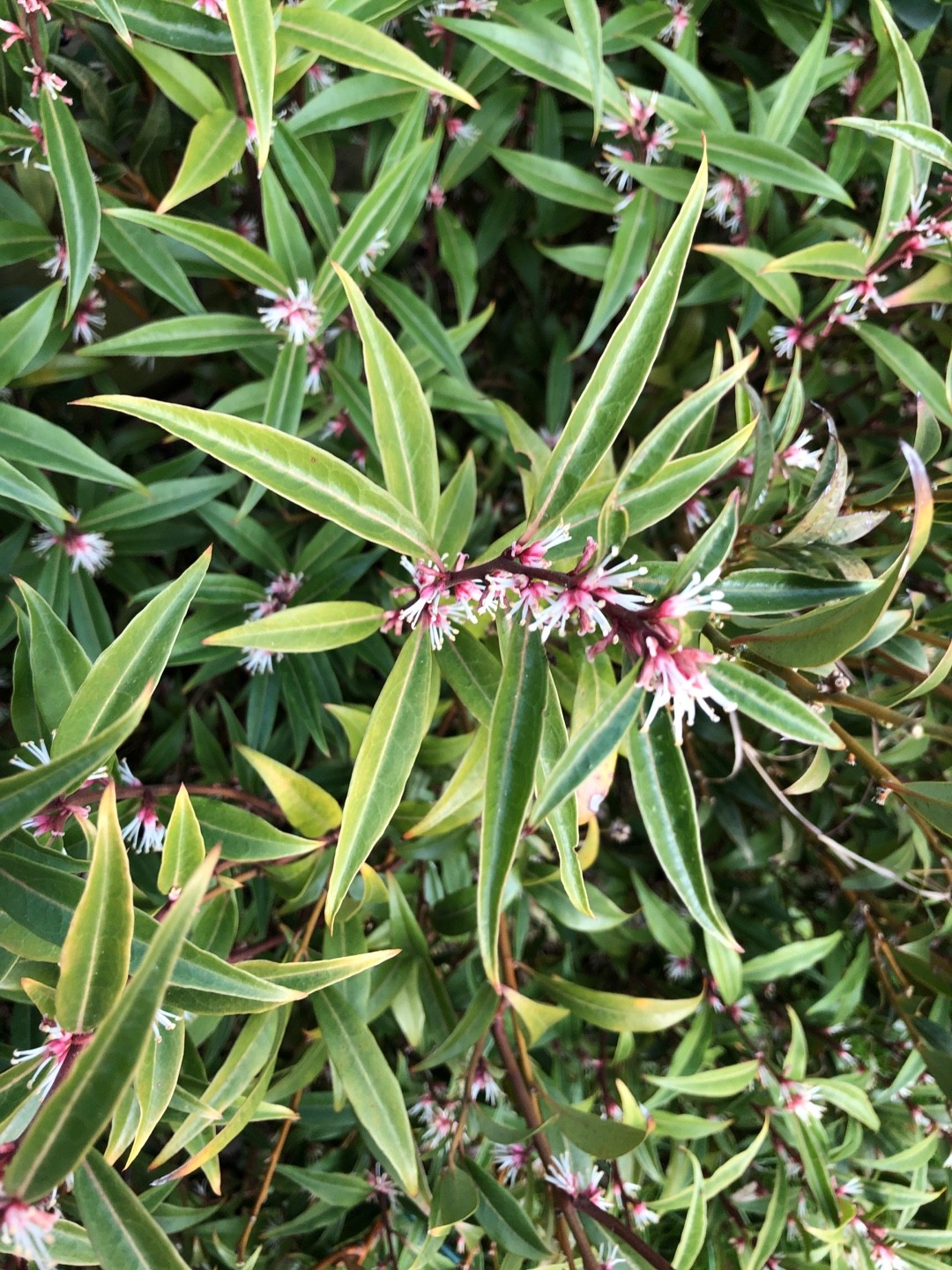 Sarcococca hookeriana var. digyna 'Purple Stem' Flower, Leaf, Care ...