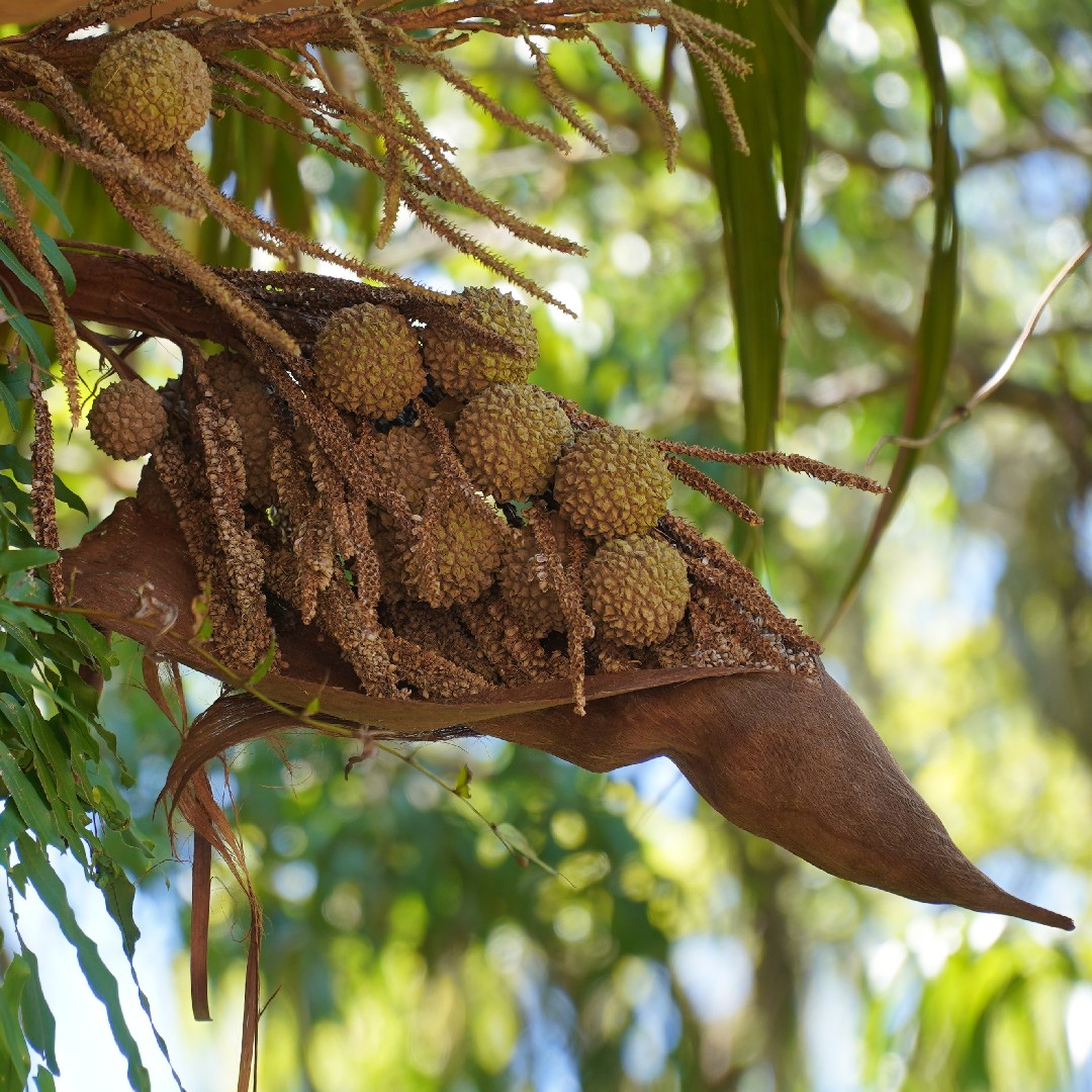Manicaria Flower, Leaf, Care, Uses - PictureThis