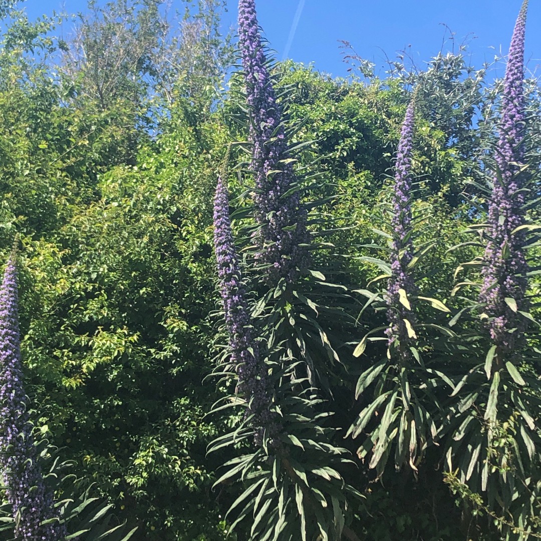 In Pots Garden Hi-res Stock Photography And Images Echium Pininana