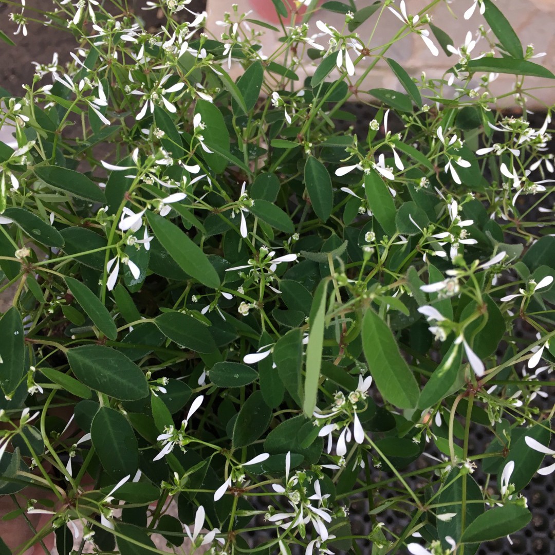 Grassleaf spurge (Euphorbia graminea) Flower, Leaf, Care, Uses ...