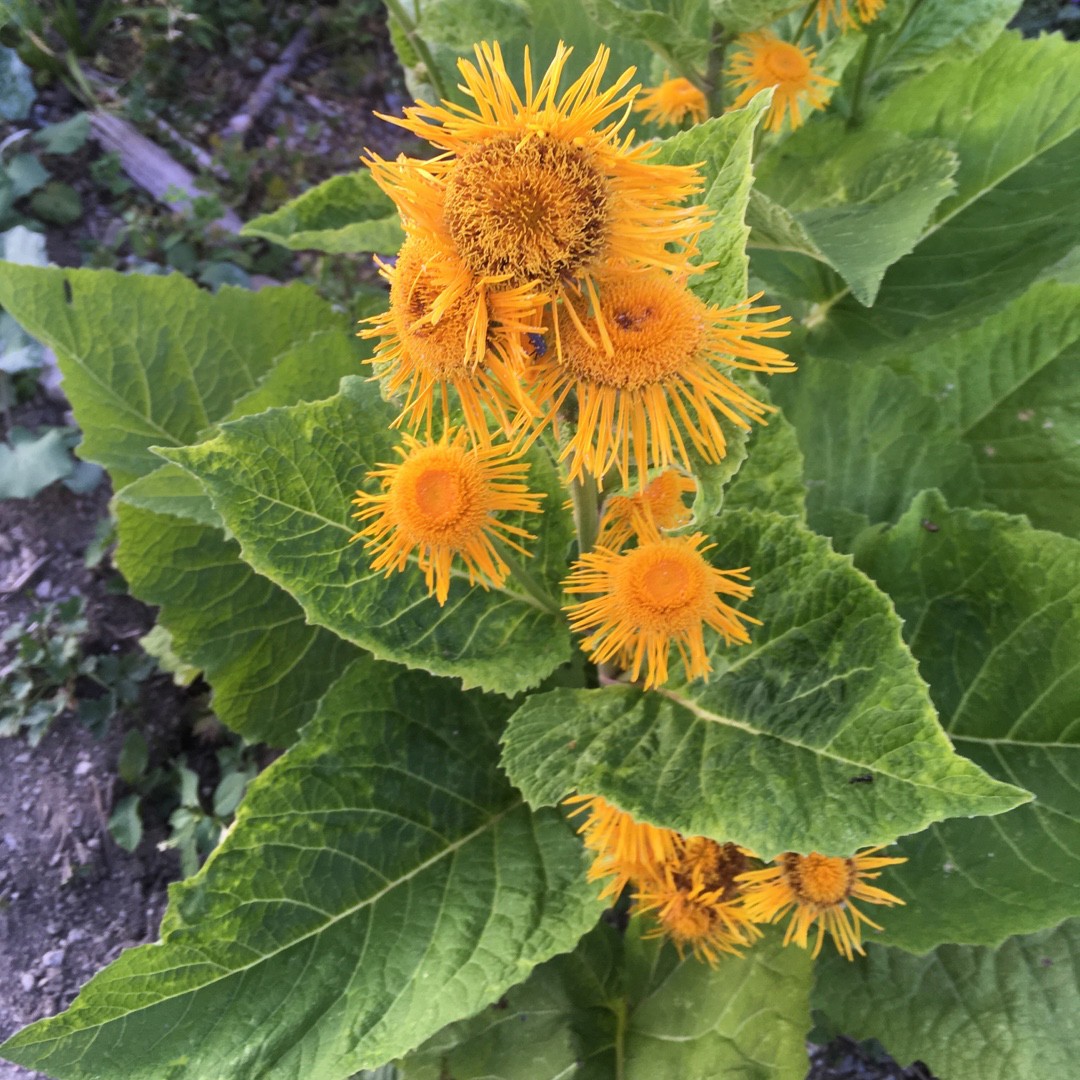 Telekias (Telekia) - PictureThis