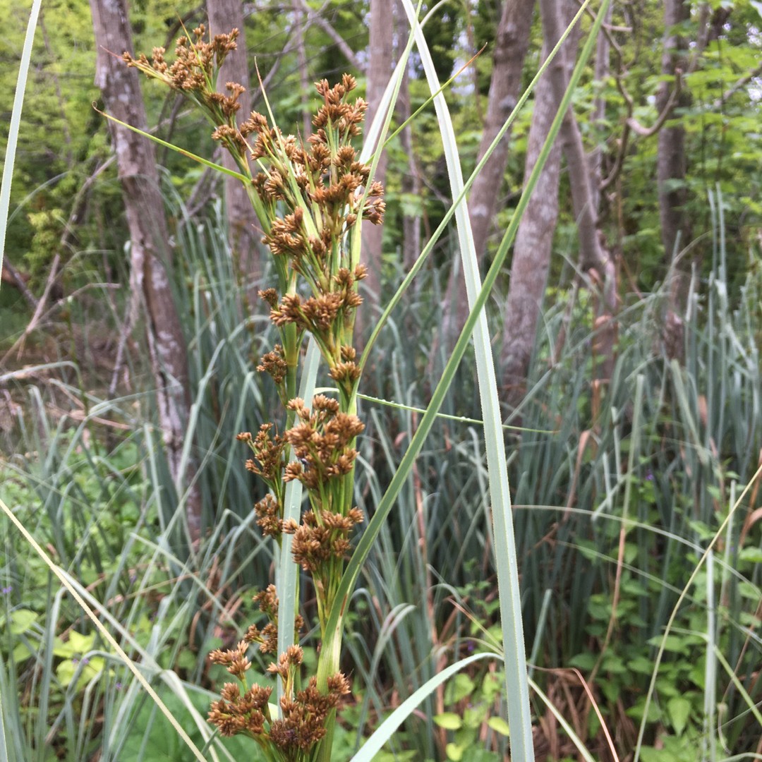 Fen-sedges Care (Watering, Fertilize, Pruning, Propagation) - PictureThis