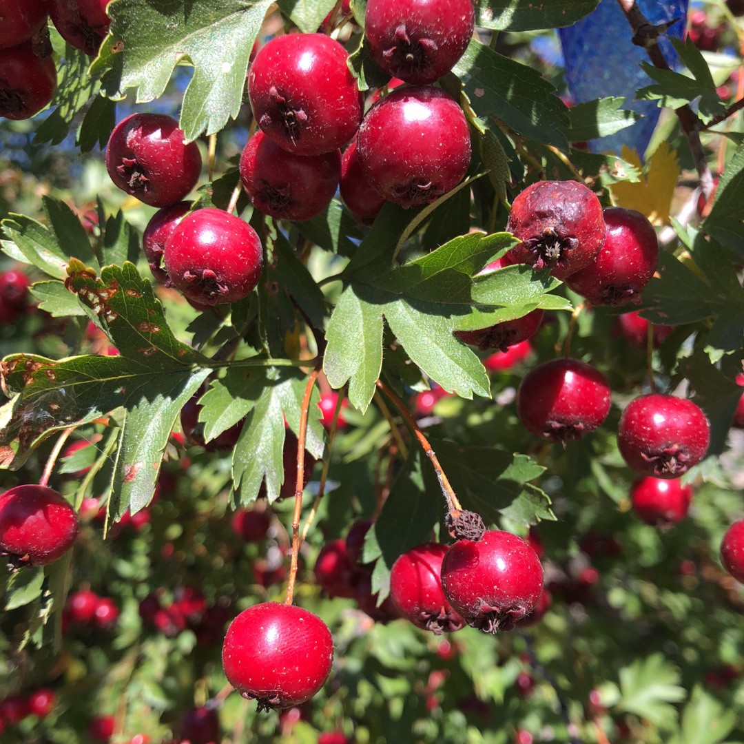 Acerolo (Crataegus azarolus) - PictureThis