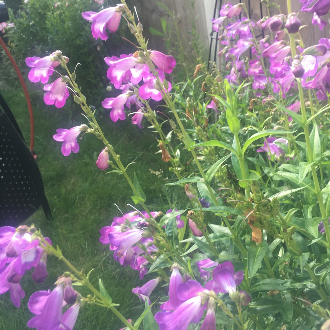 Penstemon campanulatus - PictureThis