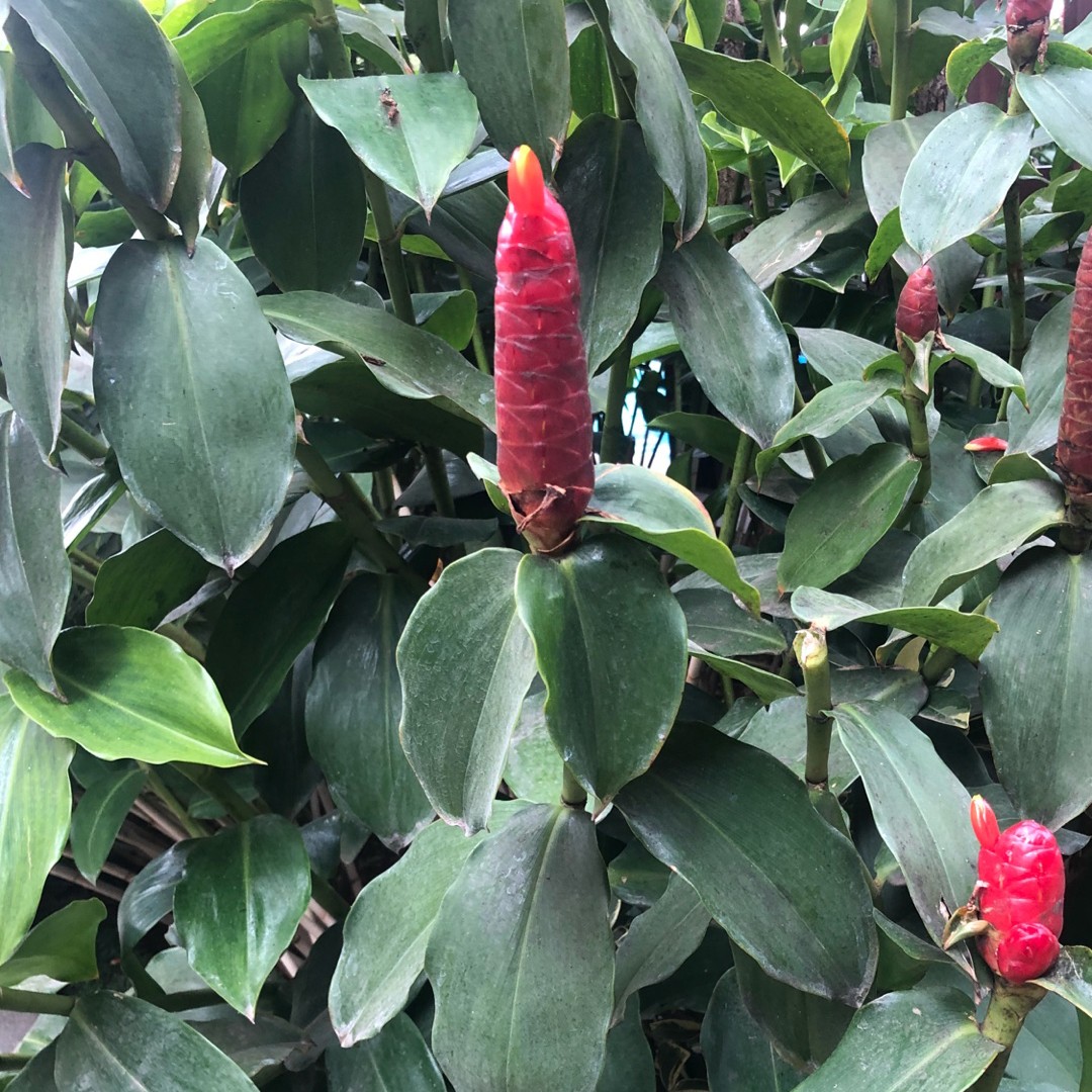 Costus spiralis - PictureThis